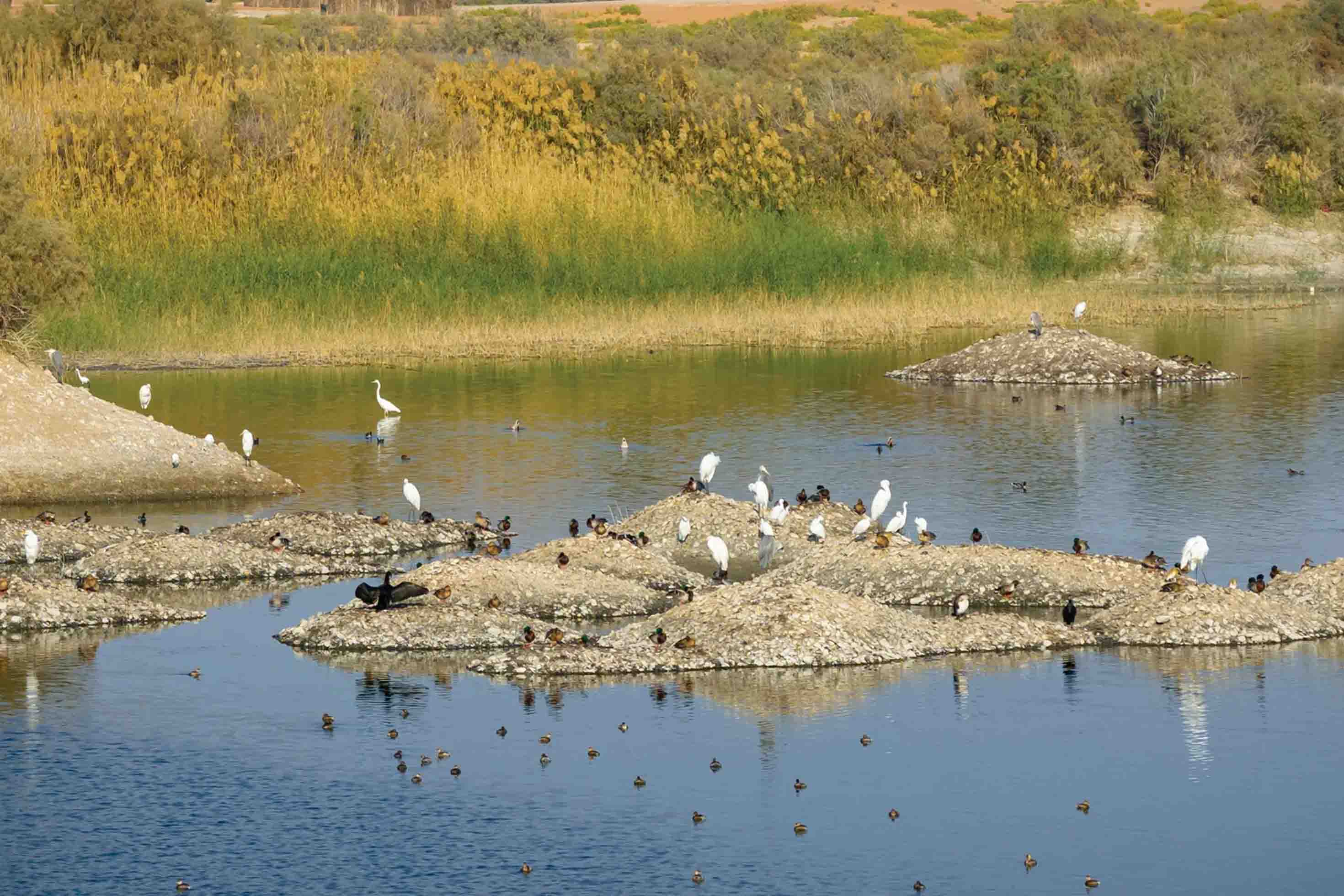 H.H. Sheikh Hazza bin Zayed visits Zakher Lake and winter camps in Al ...